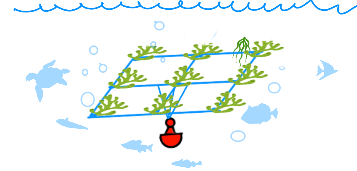 Fiora Mara – We Revitalize Oceans